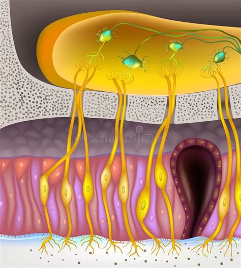 Olfactory Bulb Stock Illustrations 622 Olfactory Bulb Stock