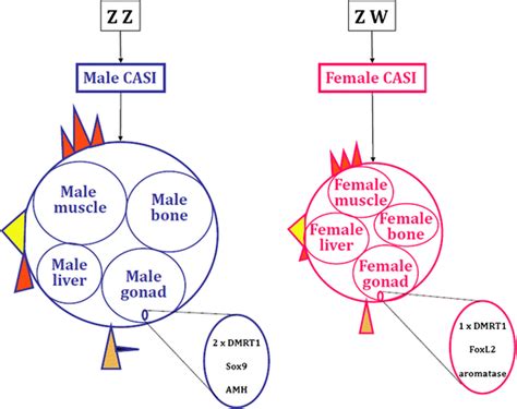 Evidence For Avian Cell Autonomous Sex Identity Casi And Implications Evidence For Avian Cell Autonomous Sex Identity Casi And Implications