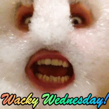 Wacky Wednesday S Get The Best  On Giphy