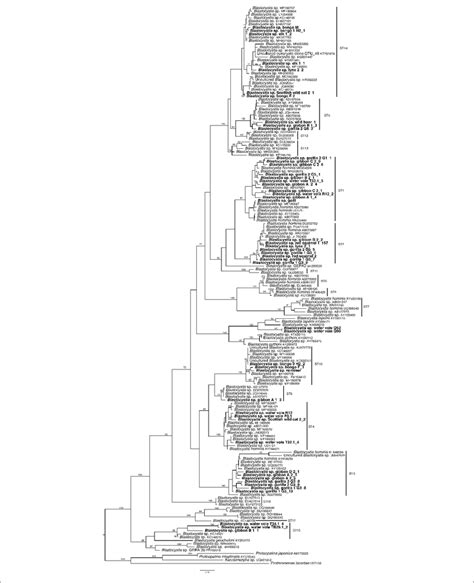 Maximum Likelihood Phylogenetic Tree Inferred From 171 Sequences And Download Scientific