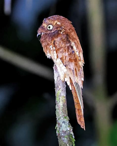 Urutau Ferrugem Phyllaemulor Bracteatus Photoaves