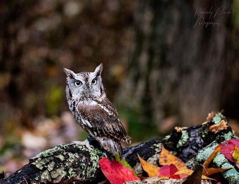 Some Photography Work Of Wildlife Kim Block