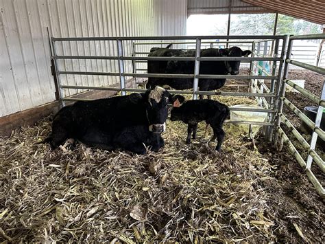Whats A Good Bull Worth Stillwater Farms Llc