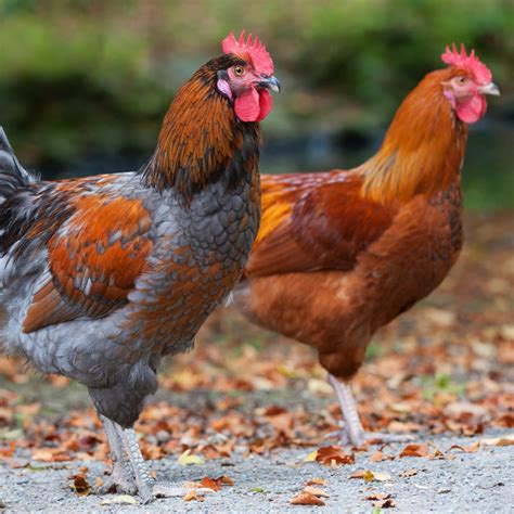 Is Fermented Feed Better For Chickens Not Only Does Fermentation