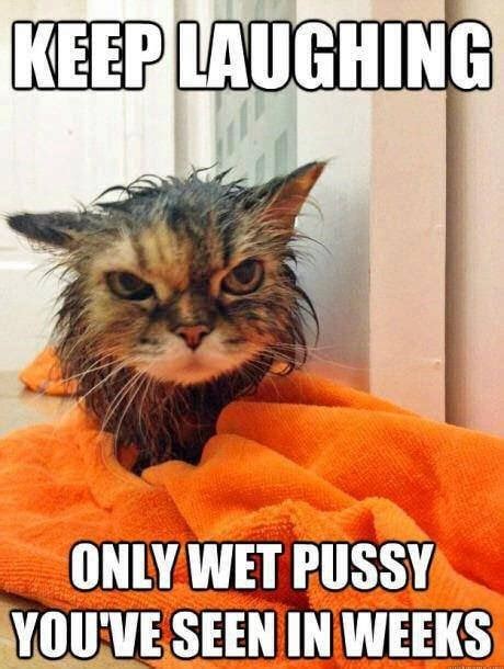 Wet Kitty Funny