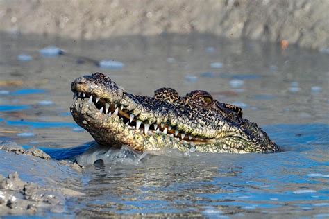 استرالیا مرگ دلخراش خلبان پس از سقوط هواپیما در تالاب پر از تمساحعکس