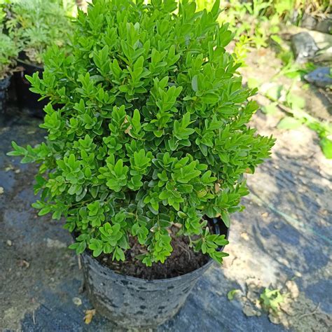Šimšir Buxus Sempervirens Sadnice