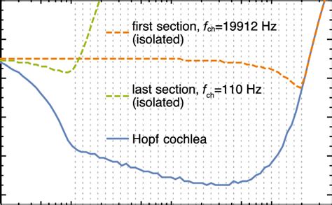 Sensitivity At The Borders Of The Frequency Hearing Interval Exhibiting