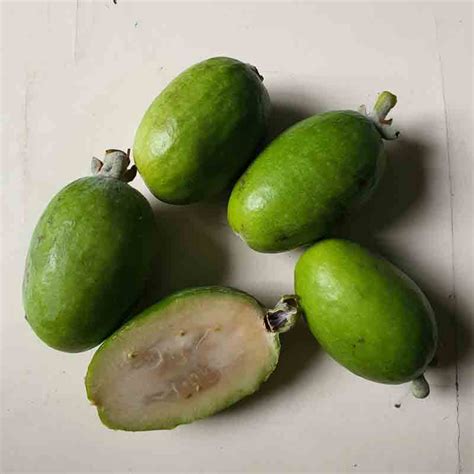 Feijoa Sellowiana Goyavier Du Brésil Rustique 15°c Dès 17 90€