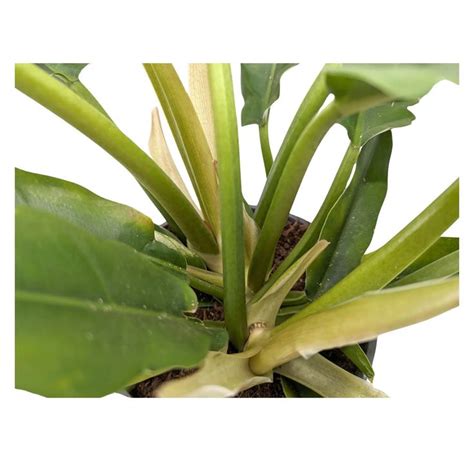 Philodendron Narrow Escape Tiger Tooth Plant Leaf Culture