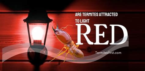 Are Termites Attracted To Light Debunking A Common Myth Termites First