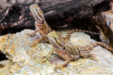 Lizard Animal Scale Free Photos On
