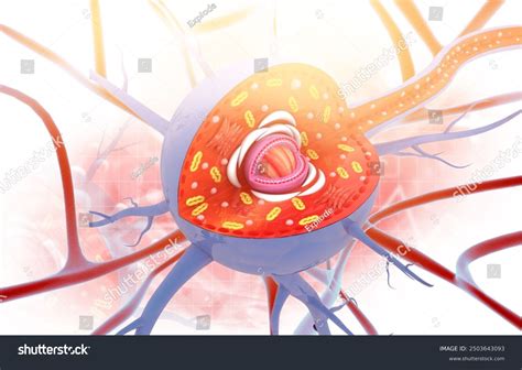 Human Neuron Cells Cross Section Anatomy Stock Illustration 2503643093