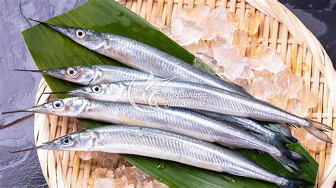 サヨリ 魚の旬と栄養