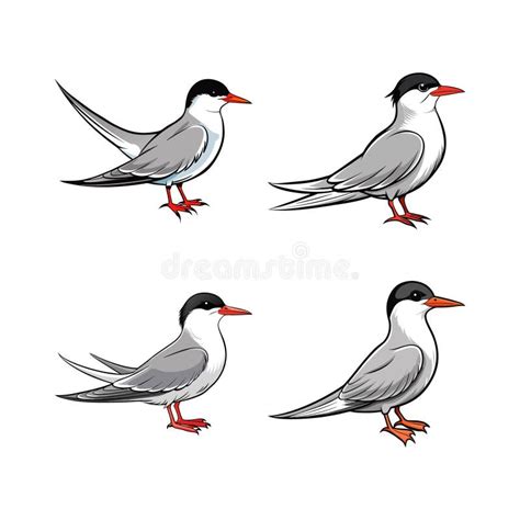 Common Tern Coloring Animal Illustration Stock Illustration