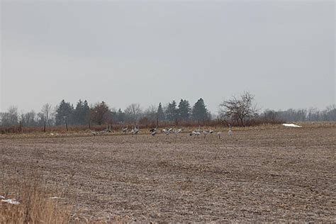 Winter Migration Background Images Hd Pictures And Wallpaper For Free