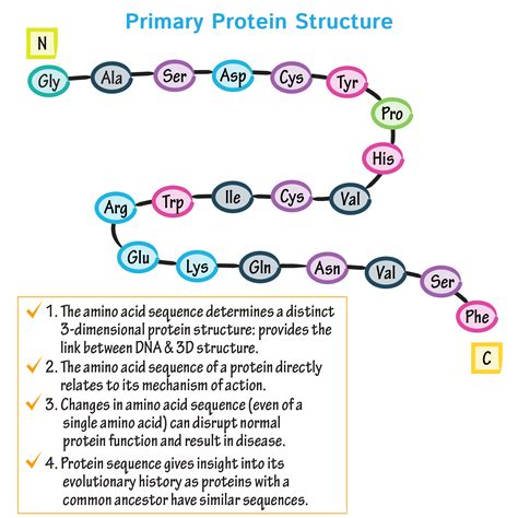 Primary Structure Of Protein Examples