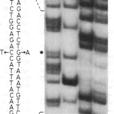 large subunit gene sequencing in 18 5b and 18 7g the large subunit