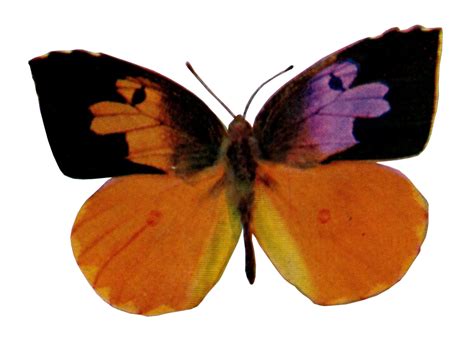 California State Insect C I T I N E R A R I E S