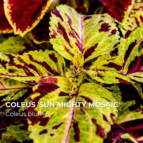 Plant Coleus Sun Mighty Mosaic Coleus Blumei Monde Végétal