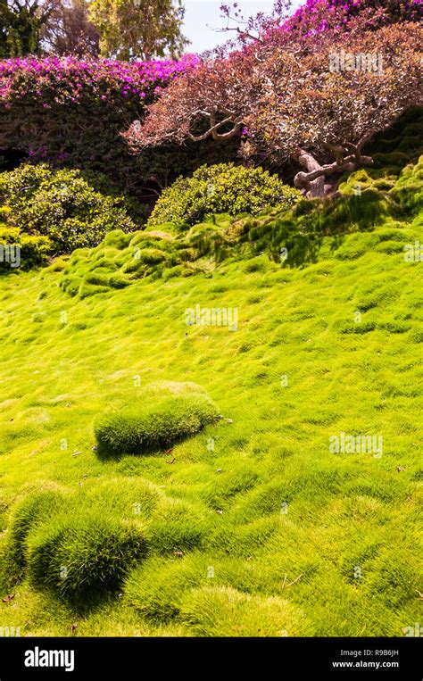Korean Velvet Grass