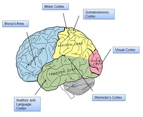 Ddroy Course Brain And Behaviour