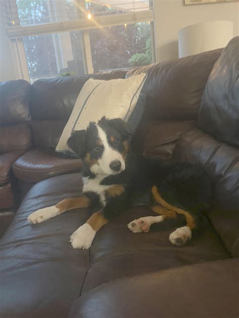 How often do u take your pup to the groomers? I’m bringing him for the first time since he’s ...