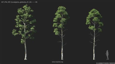 V87eucalyptusglobulus01 Maxtree