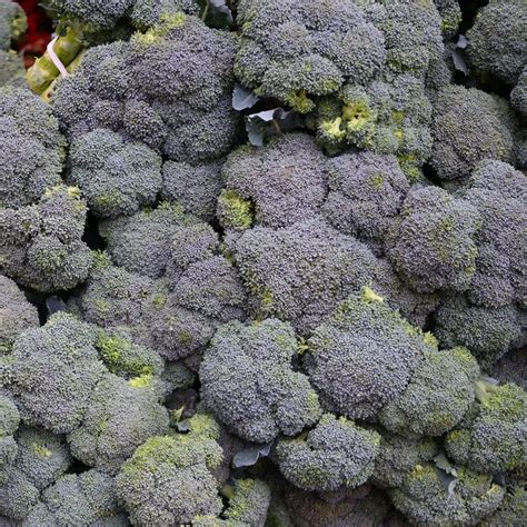 Broccoli The Versatile And Nutritious Vegetable