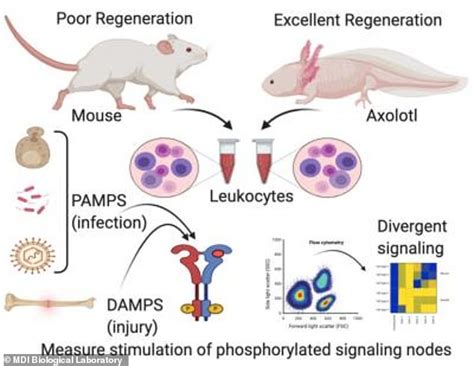 Humans Have The Untapped Ability To Regenerate Body Parts Big World
