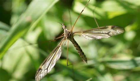 How To Get Rid Of Lawn Gnats