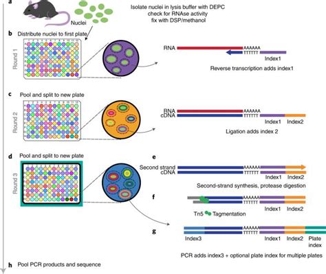 Melissa Phung Rojas On Linkedin Optimized Single Nucleus Transcriptional Profiling By