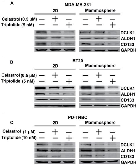 Figure 2 From Celastrol And Triptolide Suppress Stemness In Triple