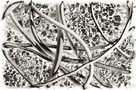 무료 이미지 검정색과 흰색 꽃 무늬 단색화 자료 미술 스케치 그림 삽화 디자인 은 흑백 사진 2376x1581 230600 무료 이미지