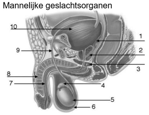 Mannelijke Geslachtsorganen Anatomie Quizlet