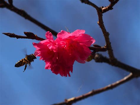 Yae Sakura Abelha Foto Gratuita No Pixabay Pixabay