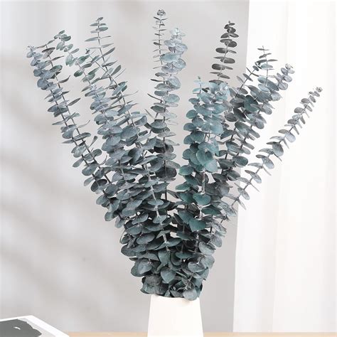 16 Pcs Dried Eucalyptus Stems 17 Natural Fresh