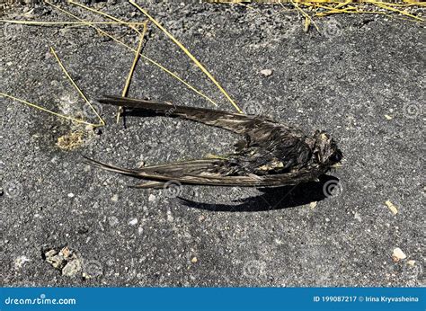 Corpse Of Bird In Ocean Water Dead Seabird As Symbol Of Environmental