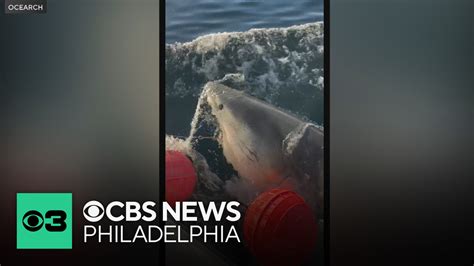 14 Foot Great White Shark Pings Near Atlantic City Coastline