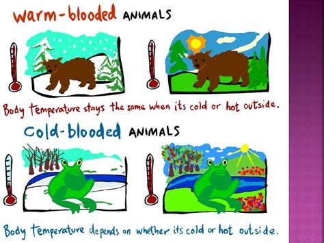 Endothermic Examples Animals