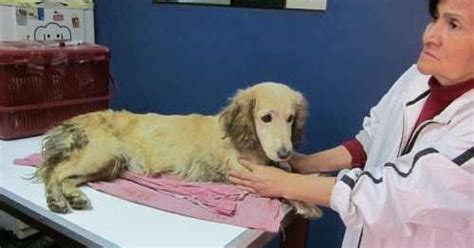 Ayudame A Volver A Casa Cocker Hembra Dorada Encontrada Enferma Busca