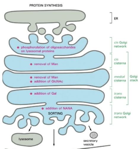 The Endosomal System And Compartmentalisation Flashcards Quizlet