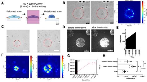 Control Of Cell Adhesion Using Hydrogel Patterning Techniques For