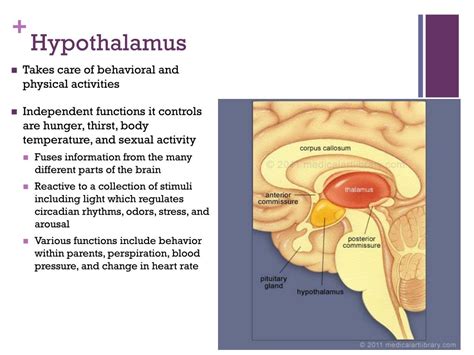 Ppt The Brain Powerpoint Presentation Free Download Id 6046431