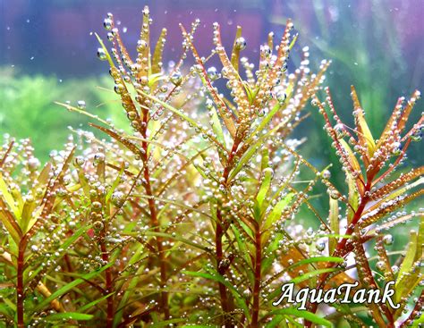 Rotala H’Ra aquarium plant | AquaTank Rare Aquarium Plants