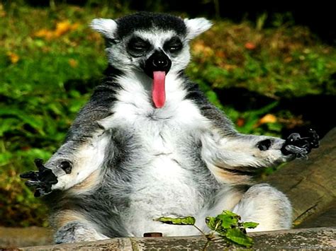 Lemur Wallpaper