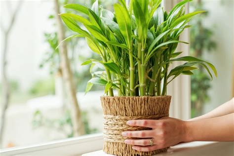 How To Grow Bamboo Plants Indoors Successfully