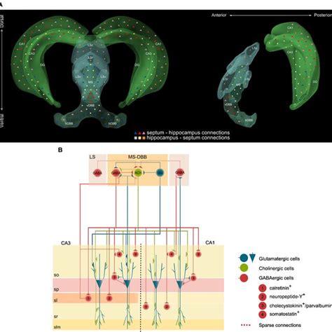 A Schematic Representation Of The Reciprocal Connections Between The
