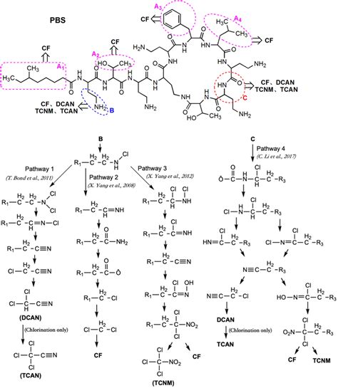 Proposed Formation Pathways Of Dbps From Pbs During Chloriamnation