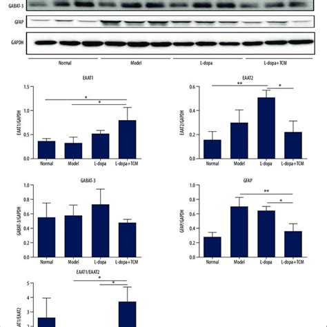 The Striatal Tissue Detection Of Gfap Gabat 3 Eaat1 And Eaat2 By Download Scientific Diagram
